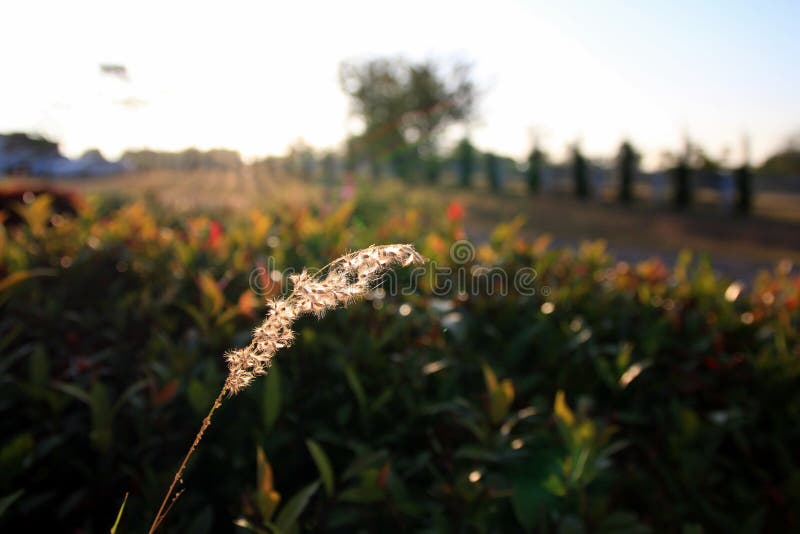 Grass with Sunrise stock image. Image of vivid, meadow - 40998059