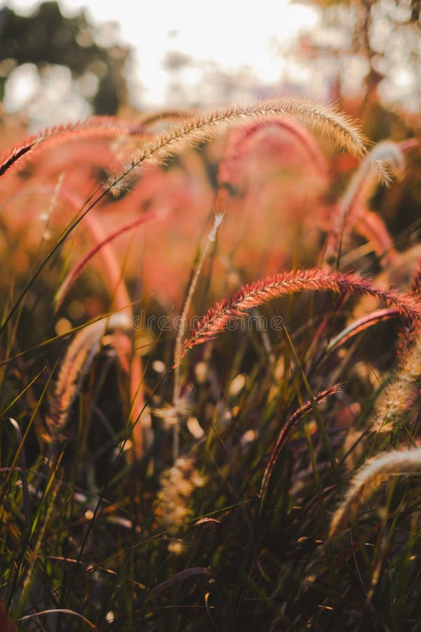 Orange Grass within the Sunset Light Stock Image - Image of coming ...