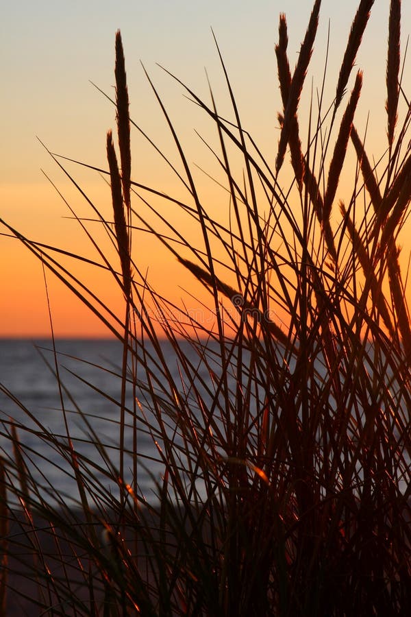 Sunset behind the reeds stock photo. Image of relaxation - 22679976