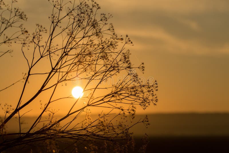 Grass at Sunset Against the Sun Stock Photo - Image of orange, garden ...