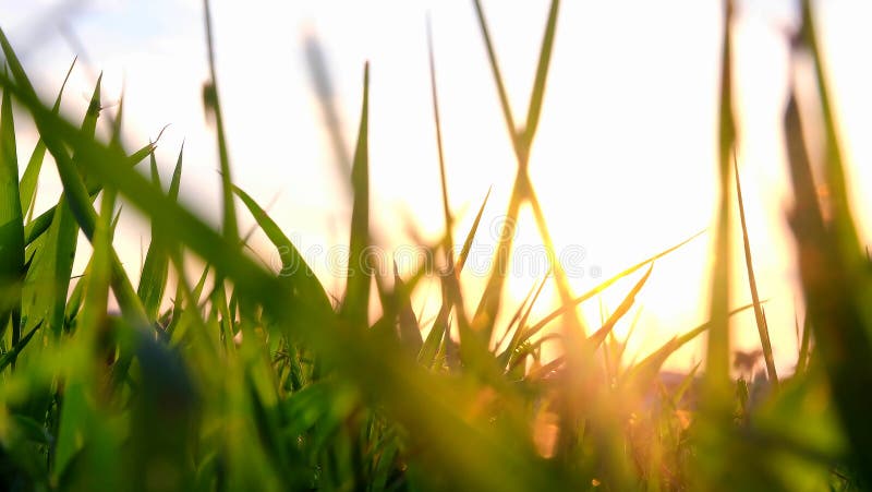 Grassland At Sunset Stock Image Image Of Countryside 133267919