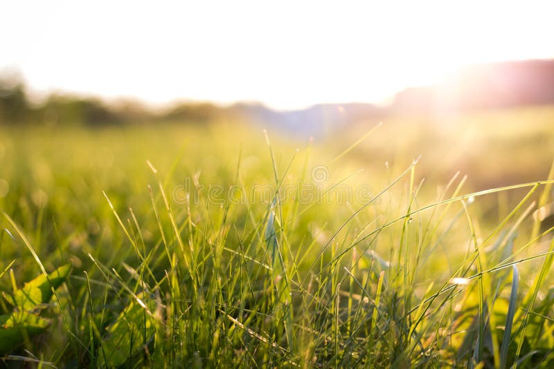 Grass in sunset stock photo. Image of grass, clear, meadow - 100917410