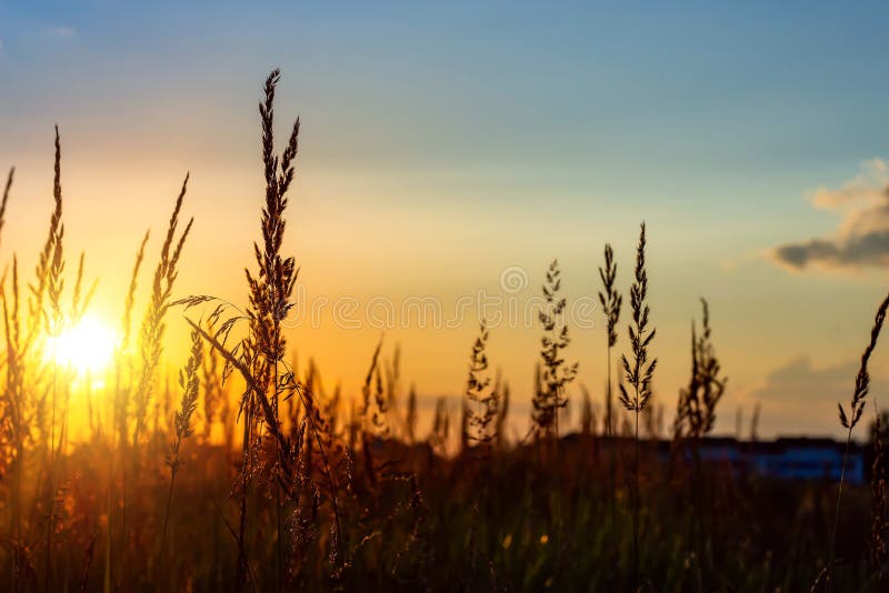 Grass on the Sunset in the Evening. Summer Landscape Stock Photo ...