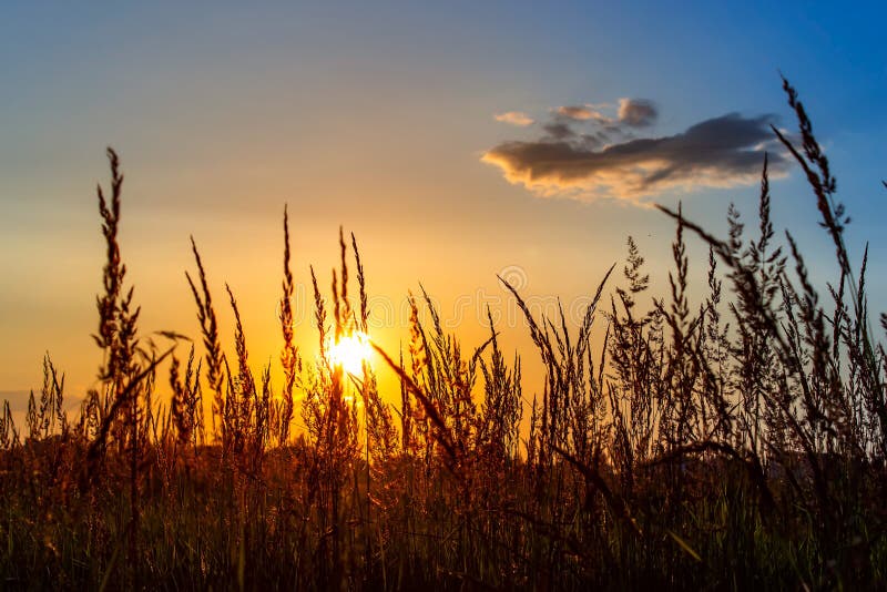Grass on the Sunset in the Evening. Summer Landscape Stock Photo ...