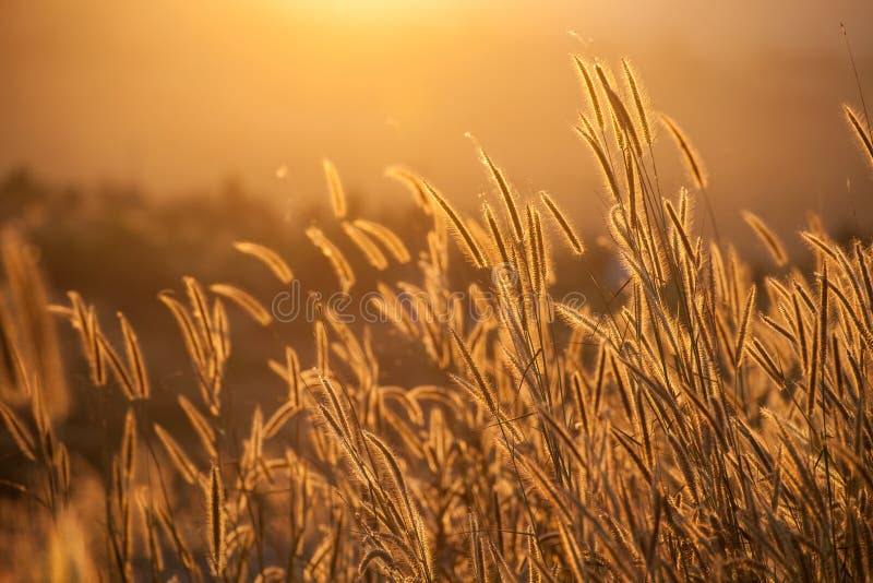 Grass during sunset stock image. Image of orange, sunset - 70252695