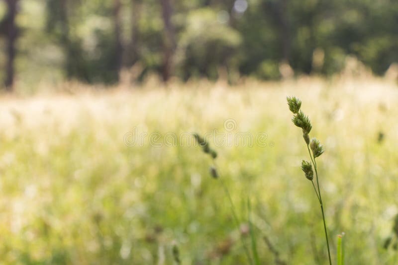 Grass during Sunset, Green and Yellow Colors in Nature Stock Image ...