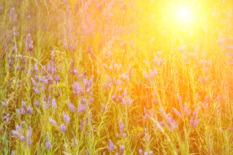 Grass In Sunset On Summer Time. Spring Background. Copy Space Stock ...