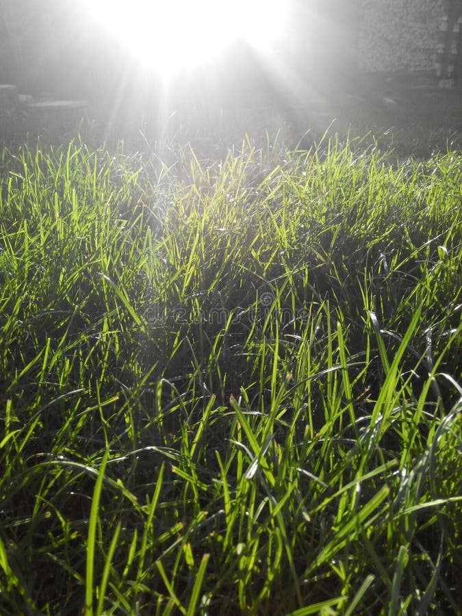 Grass in sunshine stock image. Image of grass, sunshine - 46203397