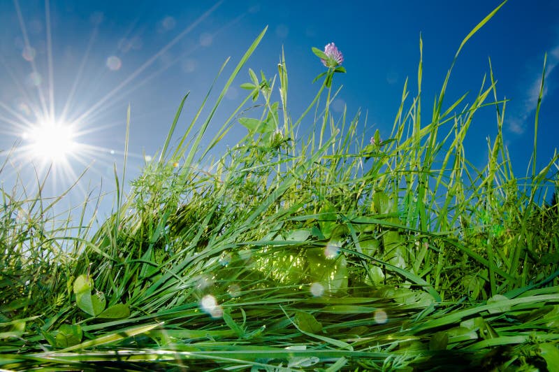 Grass and sunshine stock image. Image of culture, grass - 53866555