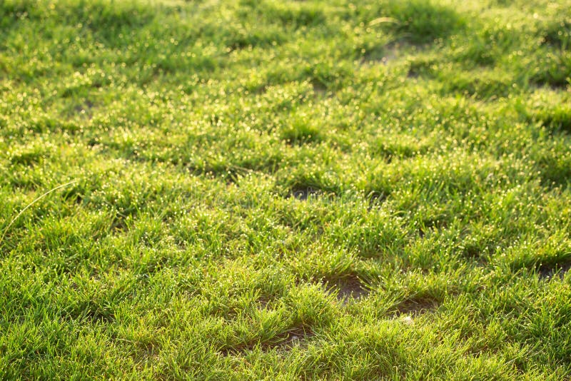 Grass in the sunshine stock image. Image of pattern - 228586559