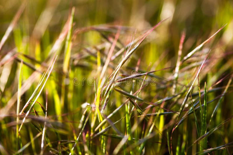 Grass in the sunshine stock photo. Image of blur, natural - 149323336