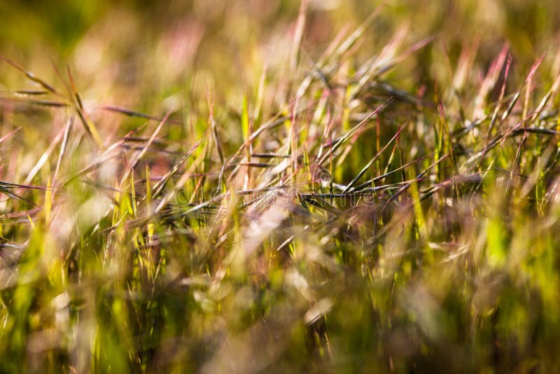 Grass in the sunshine stock photo. Image of herbaceous - 153180512