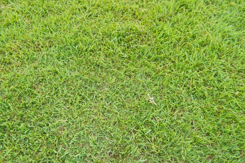 Grass surface. stock image. Image of view, surface, outdoor - 57422841