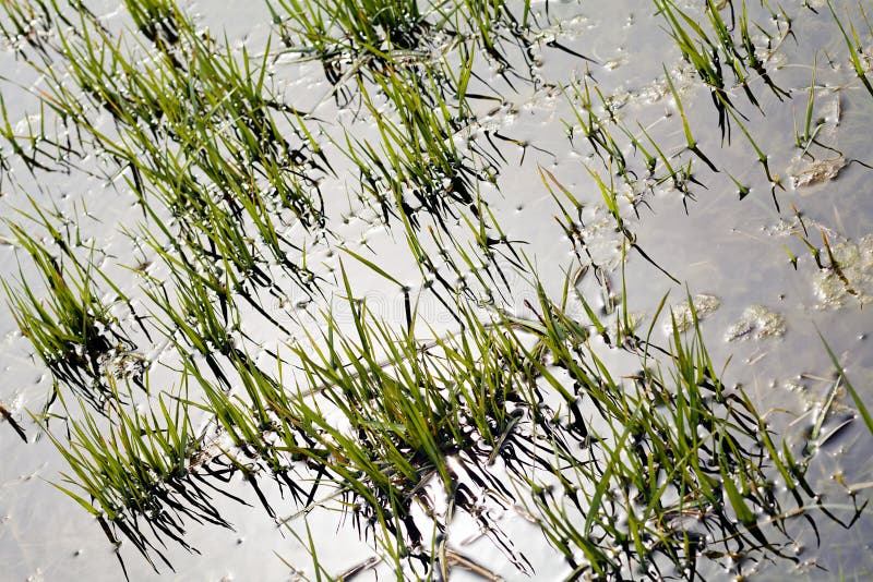 Grass in the swamp stock photo. Image of nature, morass - 75955836