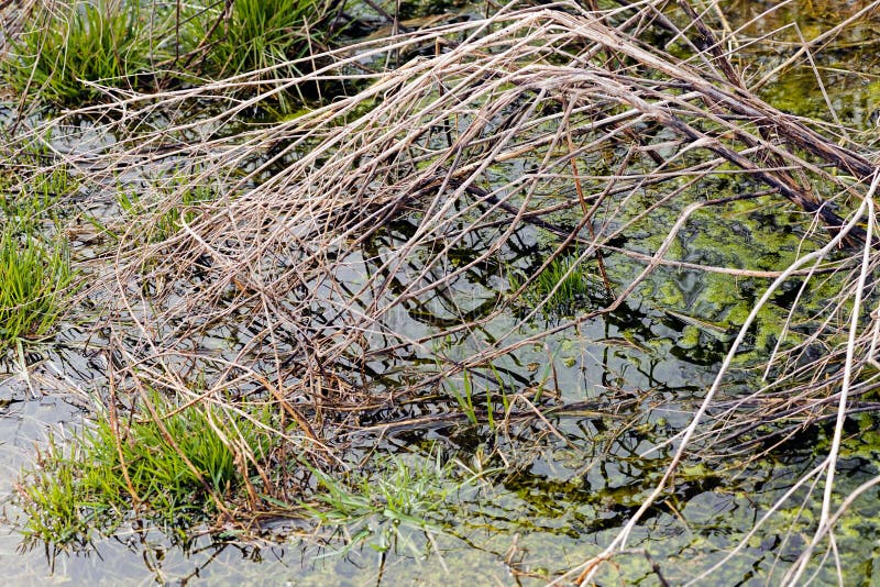 Grass in the swamp stock photo. Image of dirty, autumn - 75955914