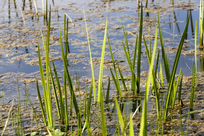 Grass on swamp stock photo. Image of pond, natural, paludal - 121682486