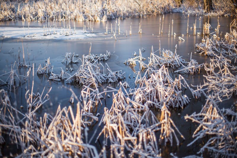Grass in the Swamp in Winter Stock Photo - Image of close, floral ...