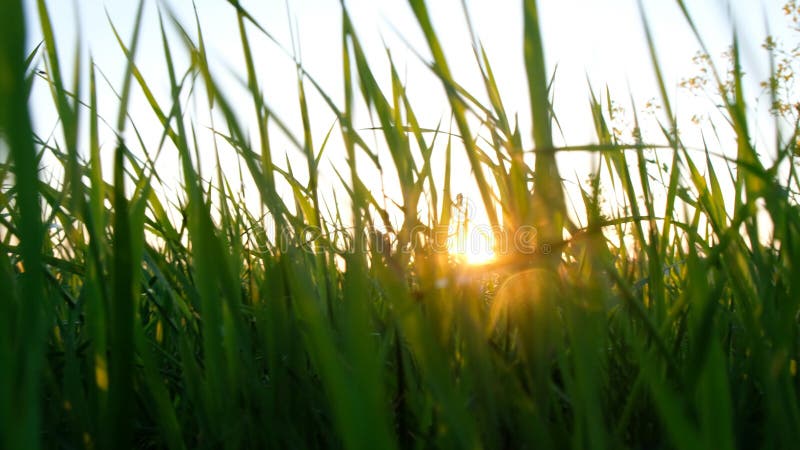 Grass Swayed in the Wind in the Rays at Sunset, Slow Motion. Camera ...