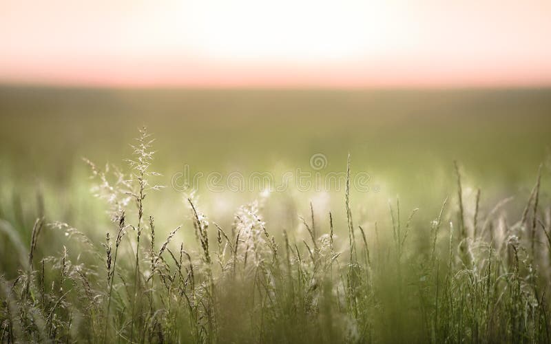 Grass swaying in the wind stock photo. Image of organic - 145837508