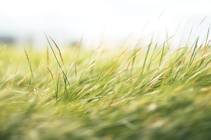 Grass Swaying in Strong Winds before Rain Stock Photo - Image of ...