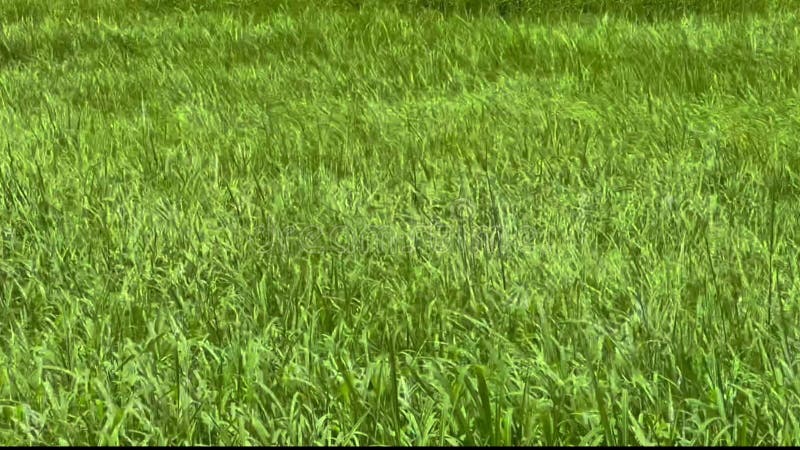 Grass Swaying in the Wind in Bright Day Stock Video - Video of summer ...