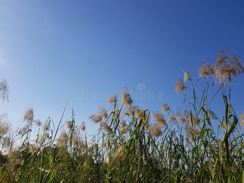 The Grass is Swaying in the Wind Stock Photo - Image of nature ...