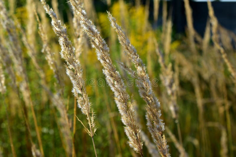 The Grass is Swaying in the Wind. Stock Photo - Image of black, leaf ...