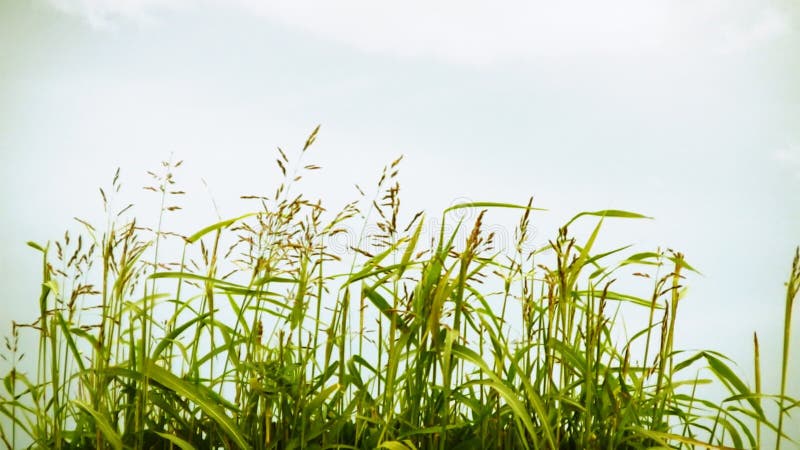 Grass Swaying in the Wind in a Rice Field Stock Video - Video of ...