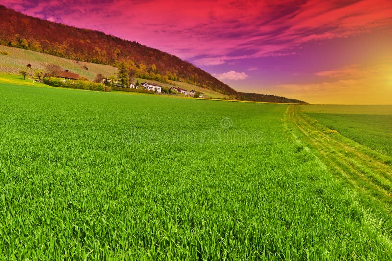 Grass in Swiss Alps stock image. Image of flora, agriculture - 88040905