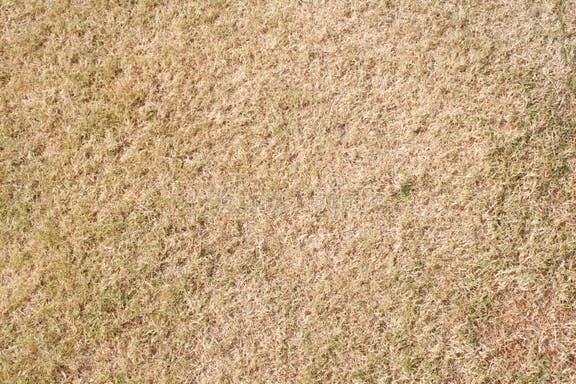 11,742 Dead Grass Texture Stock Photos - Free & Royalty-Free Stock ...