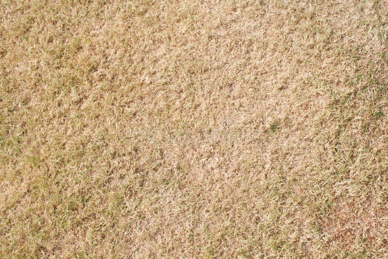 9,333 Grass Floral Ground Texture Stock Photos - Free & Royalty-Free ...