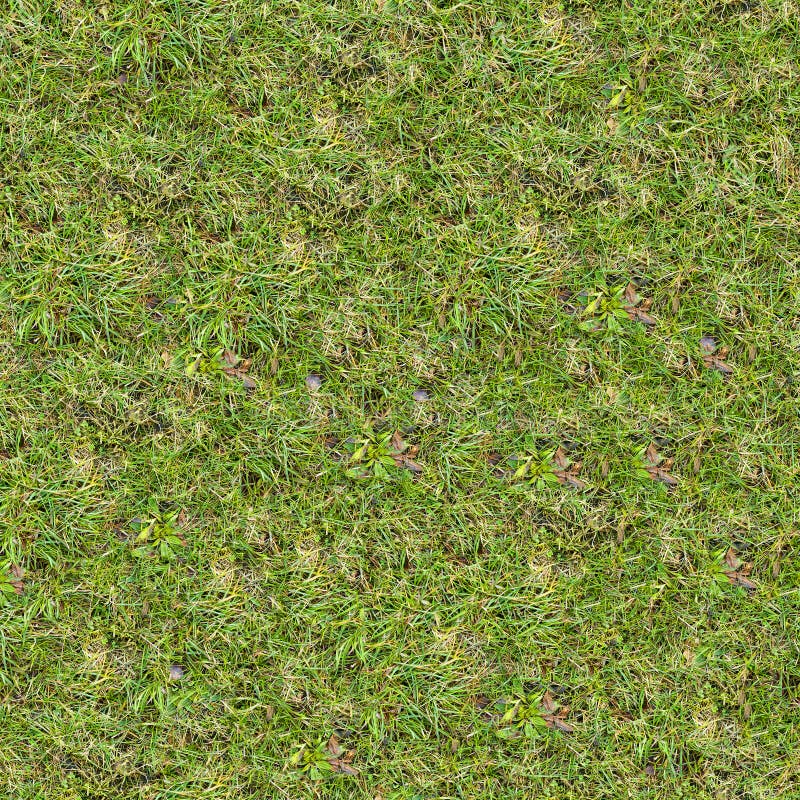 Decorative Grass Seamless Texture. - Free Photo from StockFreeImages
