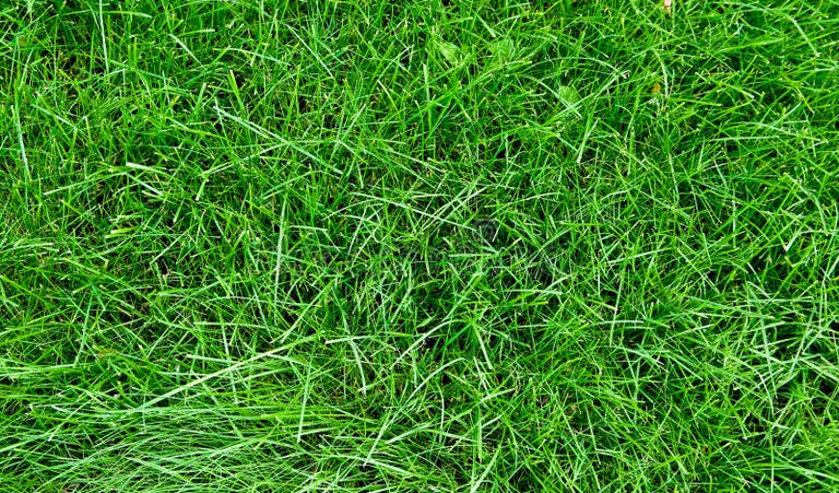 12,846 Grass Blade Texture Stock Photos - Free & Royalty-Free Stock ...
