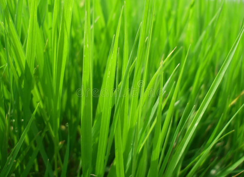 Native-grasses stock photo. Image of weed, nature, herb - 4402946
