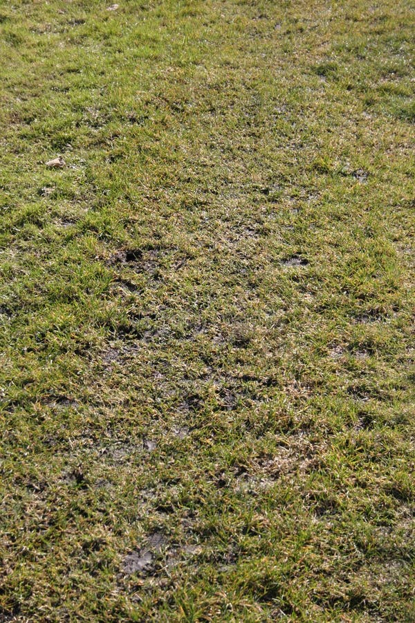 Grass texture stock image. Image of surface, regular, texture - 92423