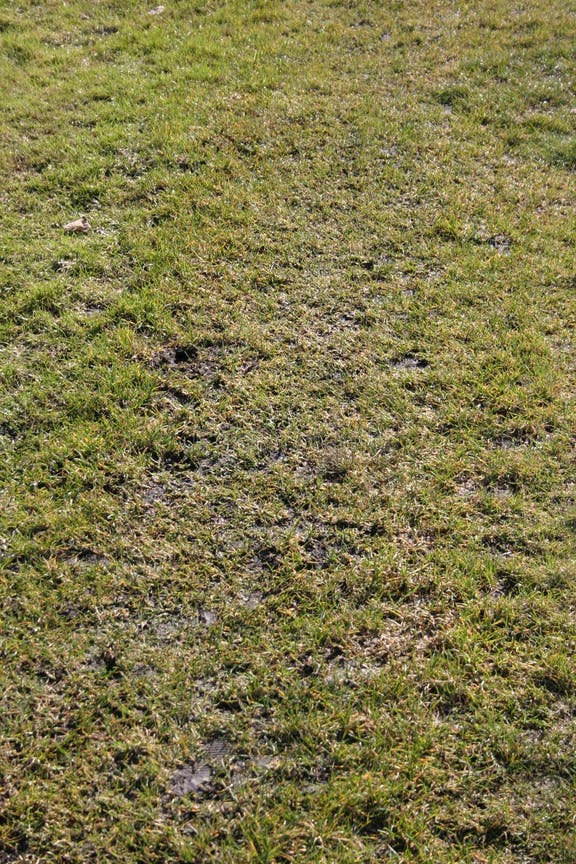 Grass texture stock image. Image of surface, regular, texture - 92423