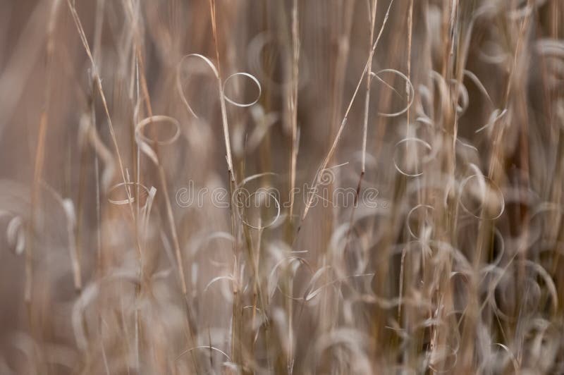 Grass Texture Abstract Patterns, Exploring the Essence Stock Photo ...