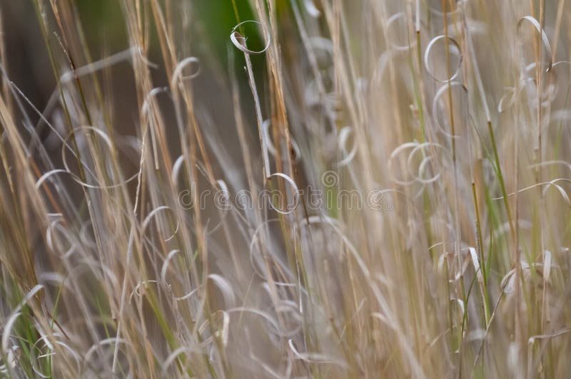 Grass Texture Abstract Patterns, Exploring the Essence Stock Photo ...