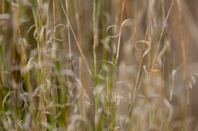 Grass Texture Abstract Patterns, Exploring the Essence Stock Photo ...