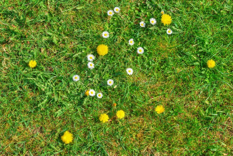 Grass Texture with Blooming Flowers Stock Image - Image of garden ...
