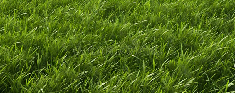 Grass Texture Close Up for Web Design and Backgrounds Stock ...
