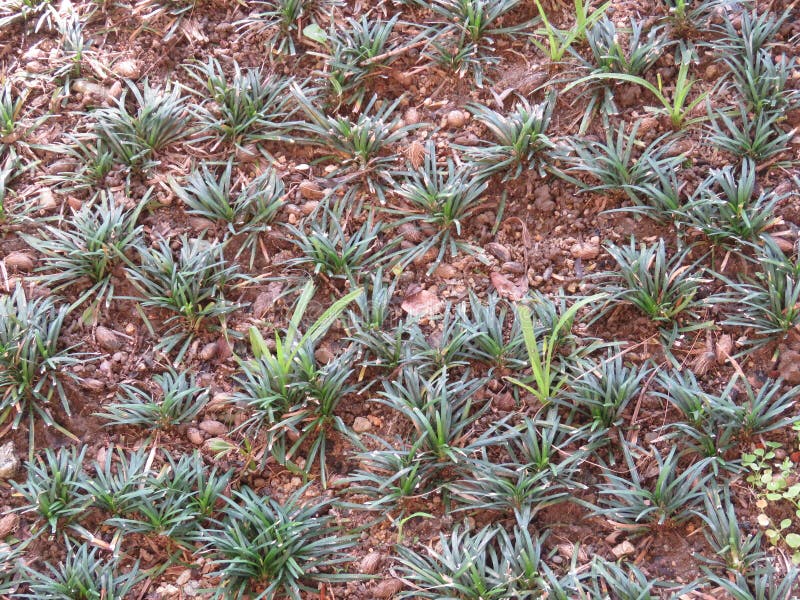 1,108 Clump Grass Texture Stock Photos - Free & Royalty-Free Stock ...