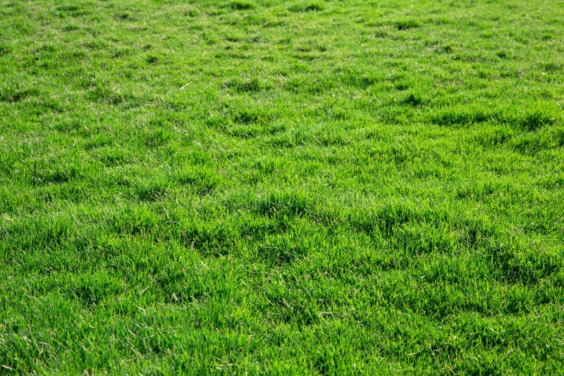 Grass texture from field stock image. Image of sunlight - 261564161
