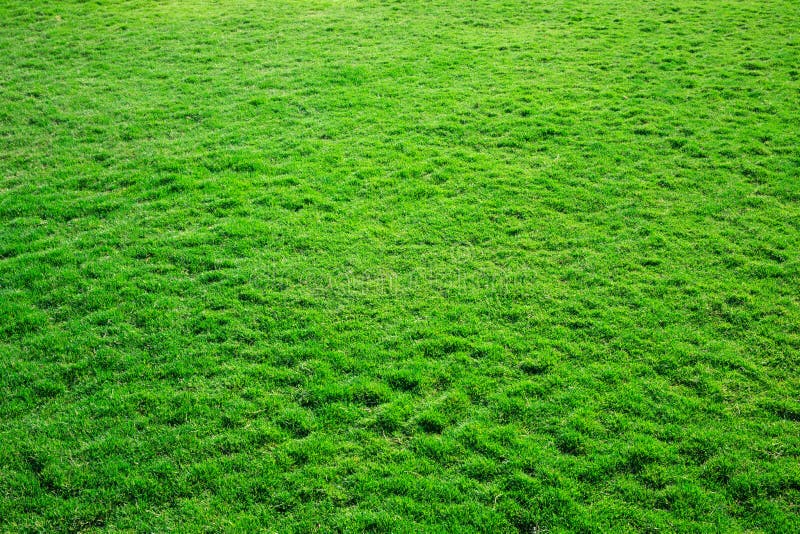 Grass texture stock photo. Image of grass, meadow, rural - 265187510