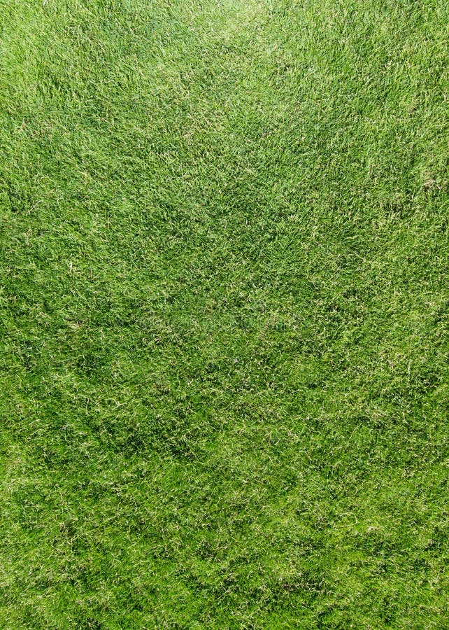 Grass texture stock photo. Image of plain, pasture, plant - 268105920
