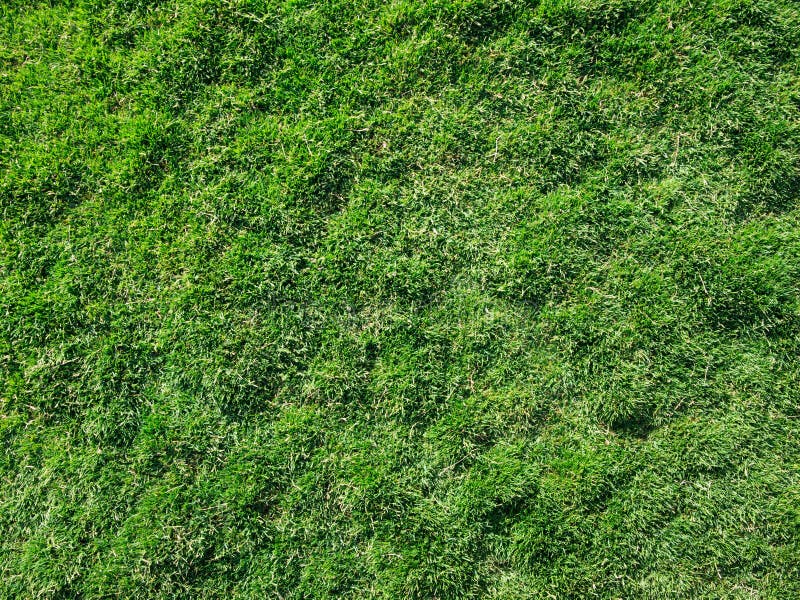 Grass texture stock photo. Image of pasture, landscape - 268106244