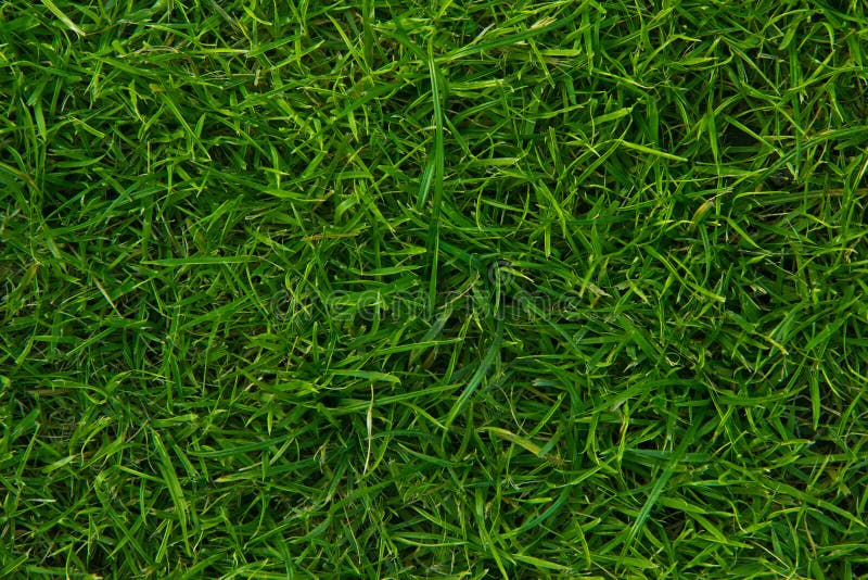 120+ Large grass texture Free Stock Photos - StockFreeImages