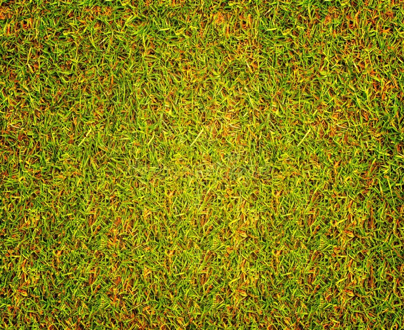 Grass Texture Golf Course for Design Pattern and Background. Stock ...