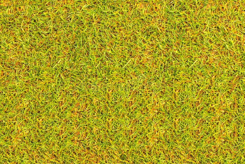Grass Texture Golf Course for Design Pattern and Background. Stock ...