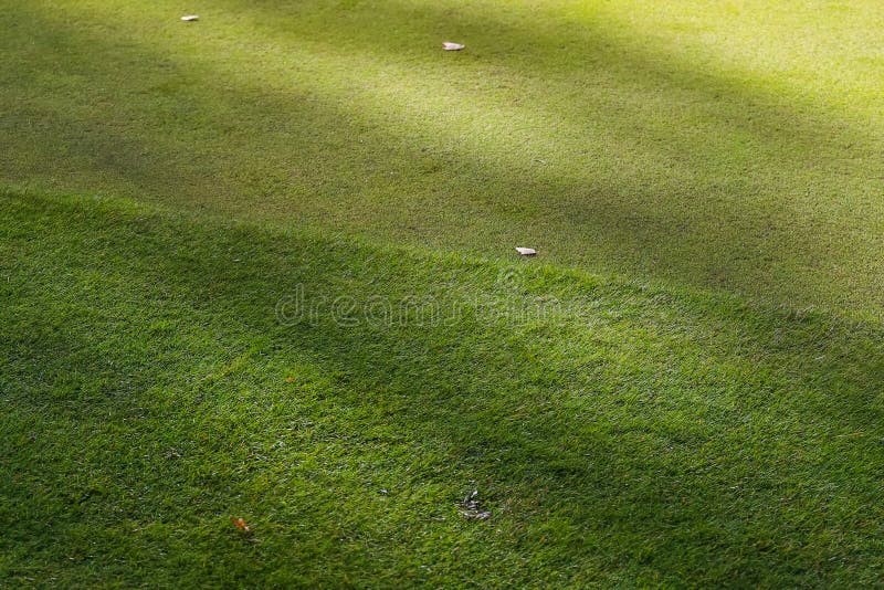 Grass Texture. the Grass on the Golf Course is Green, Shadows on the ...